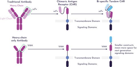VHH antibodies for CAR-T | Isogenica