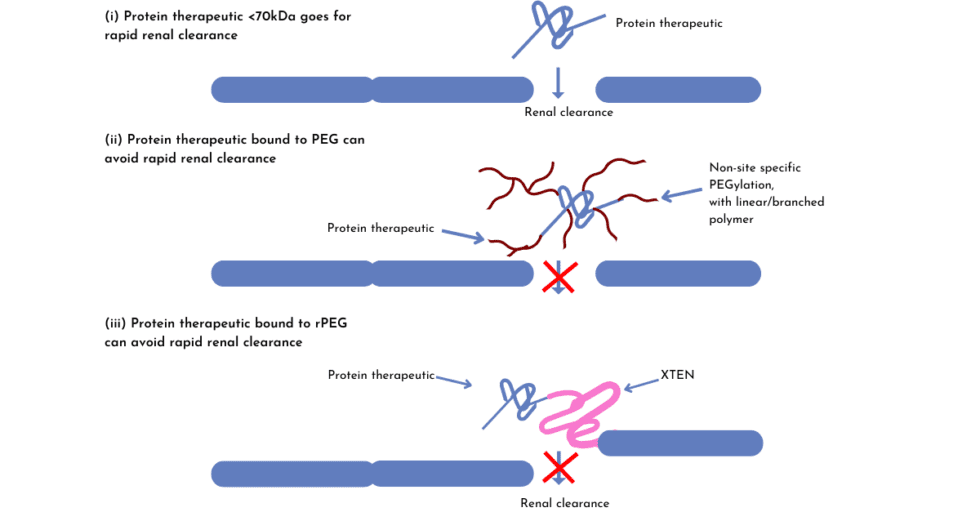 Tackling the challenge of short half-life for biological therapeutics